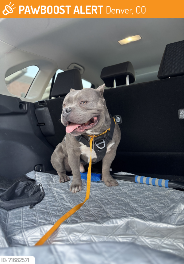 Denver, CO Stray Male Dog Found Near New west bar wood park | PawBoost
