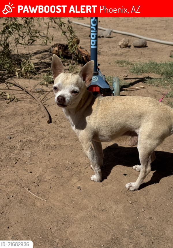 Phoenix, AZ Lost Male Dog, Piojo Is Missing | PawBoost