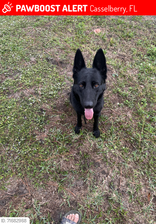 Casselberry, FL Lost Female Dog, Princess Is Missing | PawBoost
