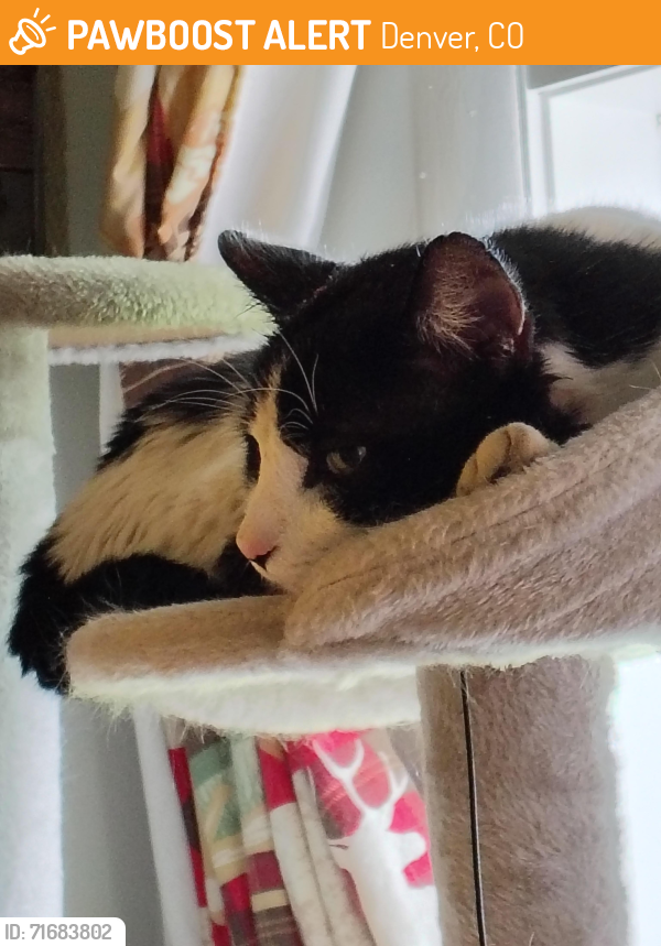 Rehomed Male Cat in Denver, CO 80219 (ID: 71683802) | PawBoost