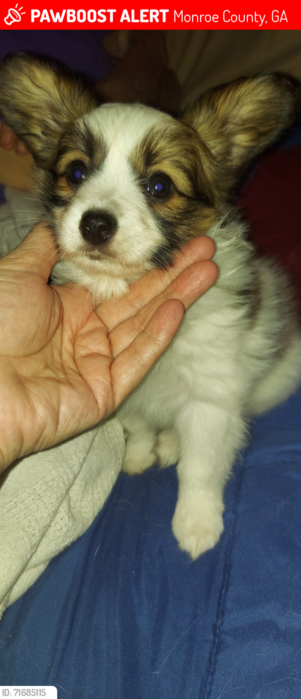 Monroe County, GA Lost Female Dog, Betsy Is Missing | PawBoost