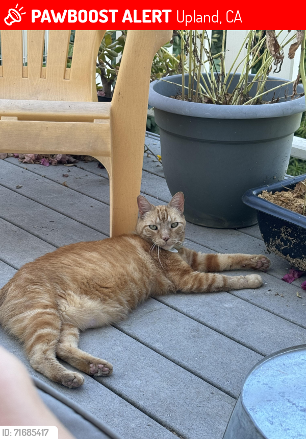 Upland, CA Lost Male Cat, Auggie Is Missing | PawBoost