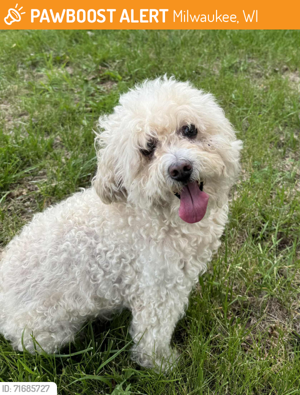 Milwaukee, WI Stray Male Dog Found Near Capital and 76th | PawBoost