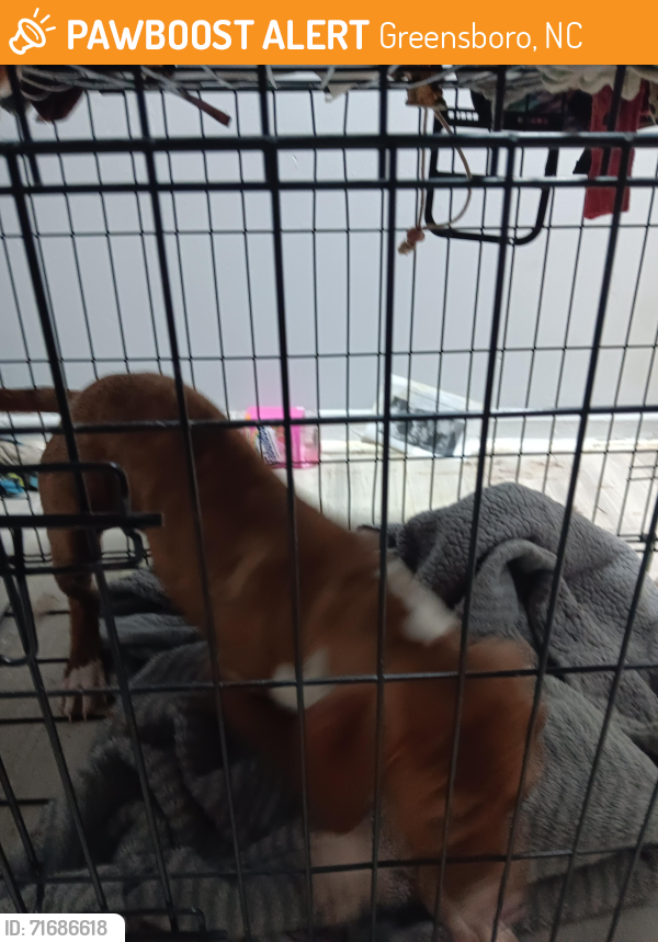 Greensboro, NC Stray Male Dog Found Near Food lion | PawBoost