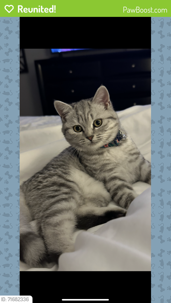 Reunited Female Cat in Oviedo, FL 32765 (ID: 71682336) | PawBoost