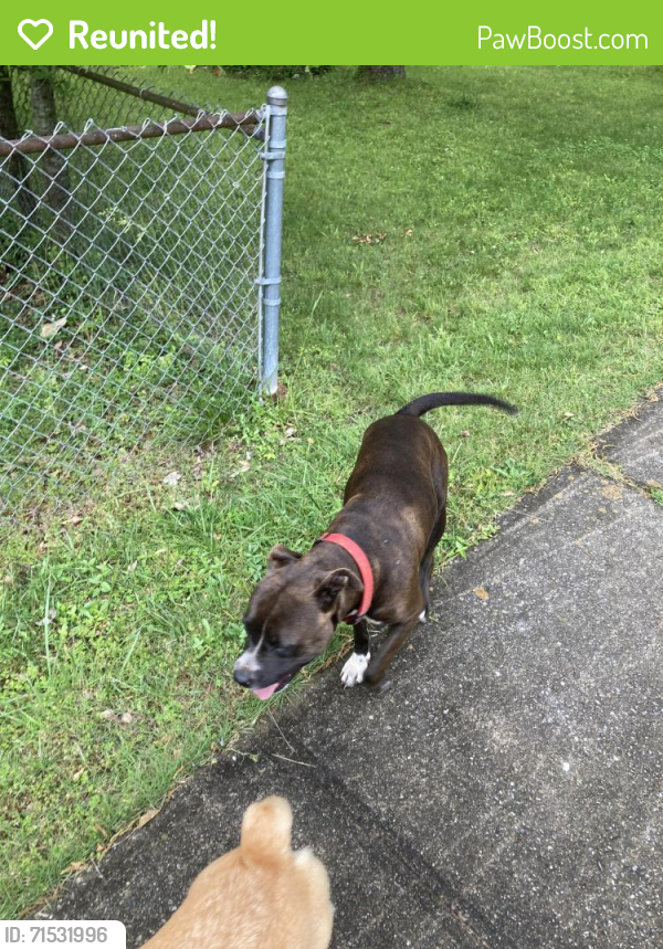 Reunited Female Dog in Athens, GA 30606 (ID: 71531996) | PawBoost