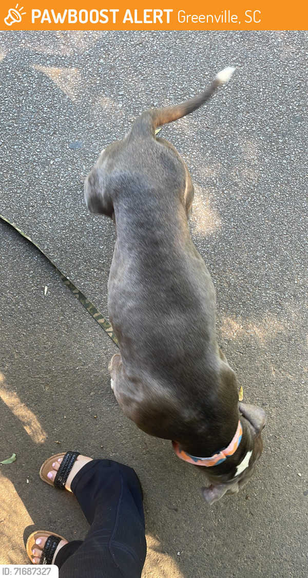 Greenville, SC Stray Female Dog Found Near Bostic St | PawBoost
