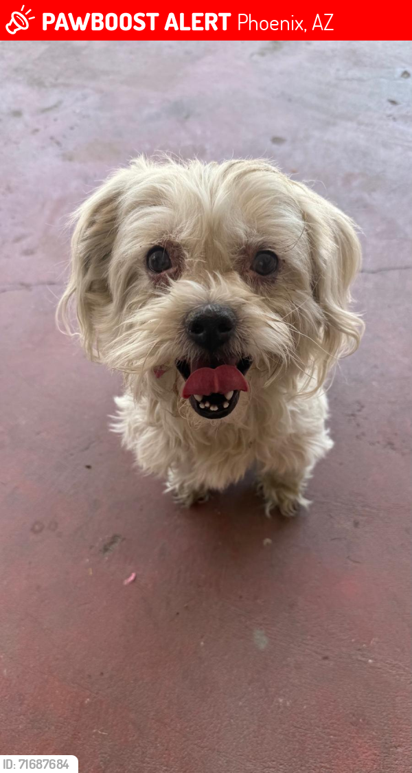 Phoenix, AZ Lost Male Dog, Benny Is Missing | PawBoost