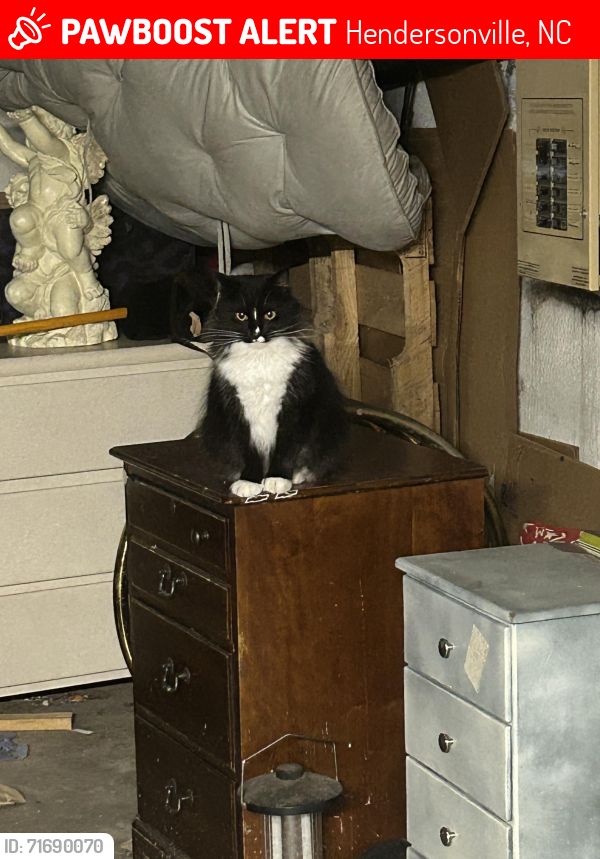 Hendersonville, NC Lost Male Cat, Snook Is Missing | PawBoost