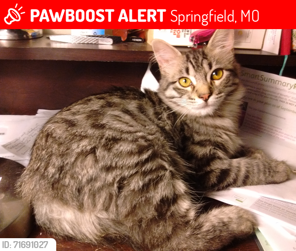 Springfield, MO Lost Female Cat, Little Bitty Is Missing | PawBoost