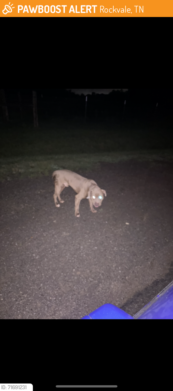 Rockvale, TN Stray Male Dog Found Near Old Salem | PawBoost
