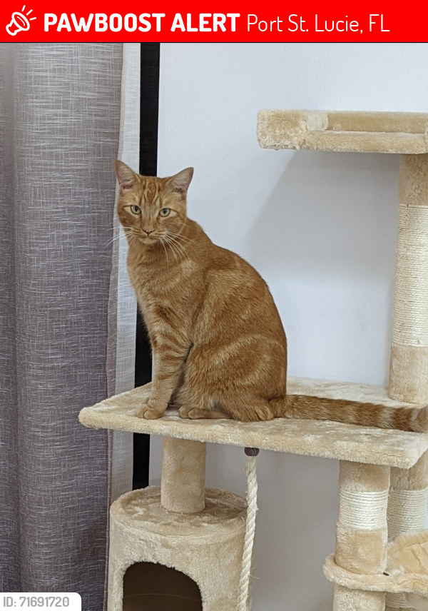 Port St. Lucie, FL Lost Male Cat, Tango Is Missing | PawBoost