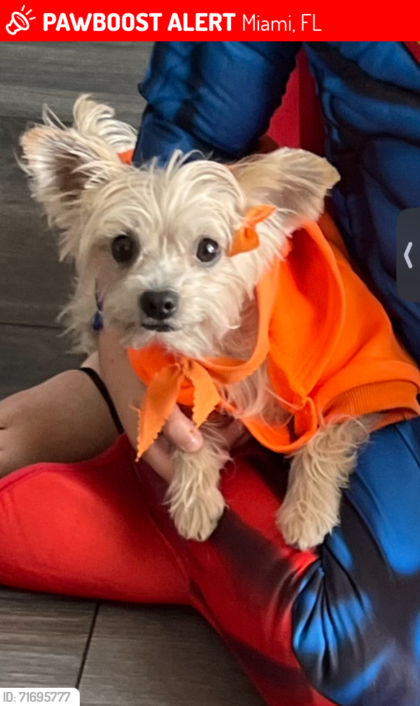 Miami, FL Lost Female Dog, Mila Is Missing | PawBoost