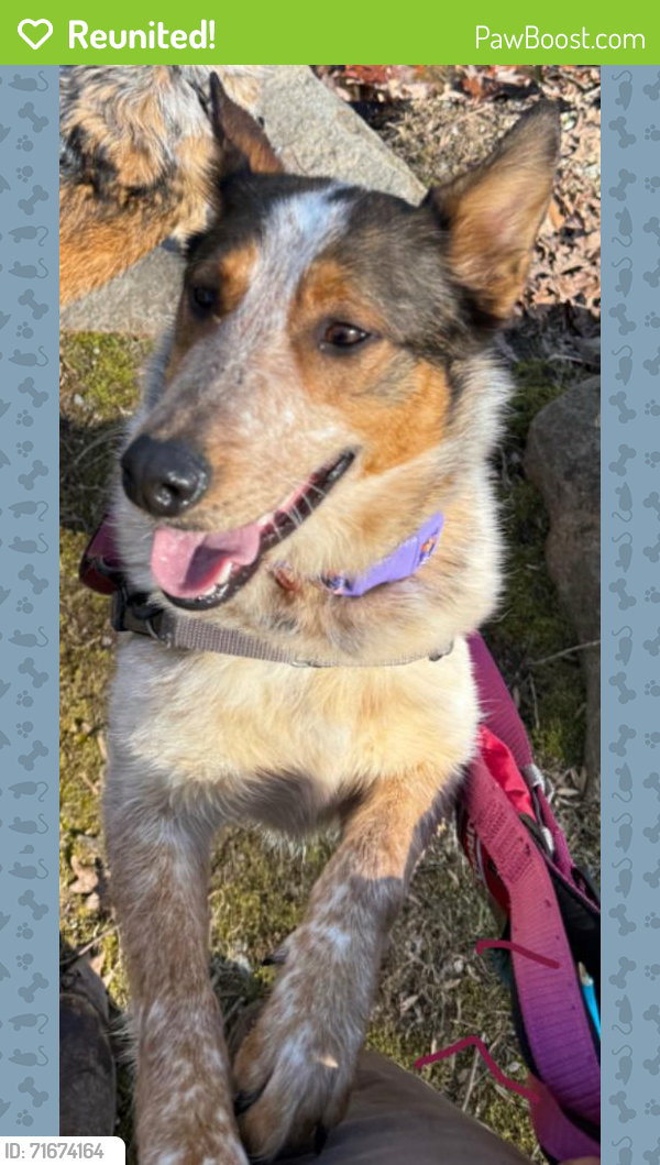 Reunited Female Dog in Richmond, VA 23230 (ID: 71674164) | PawBoost