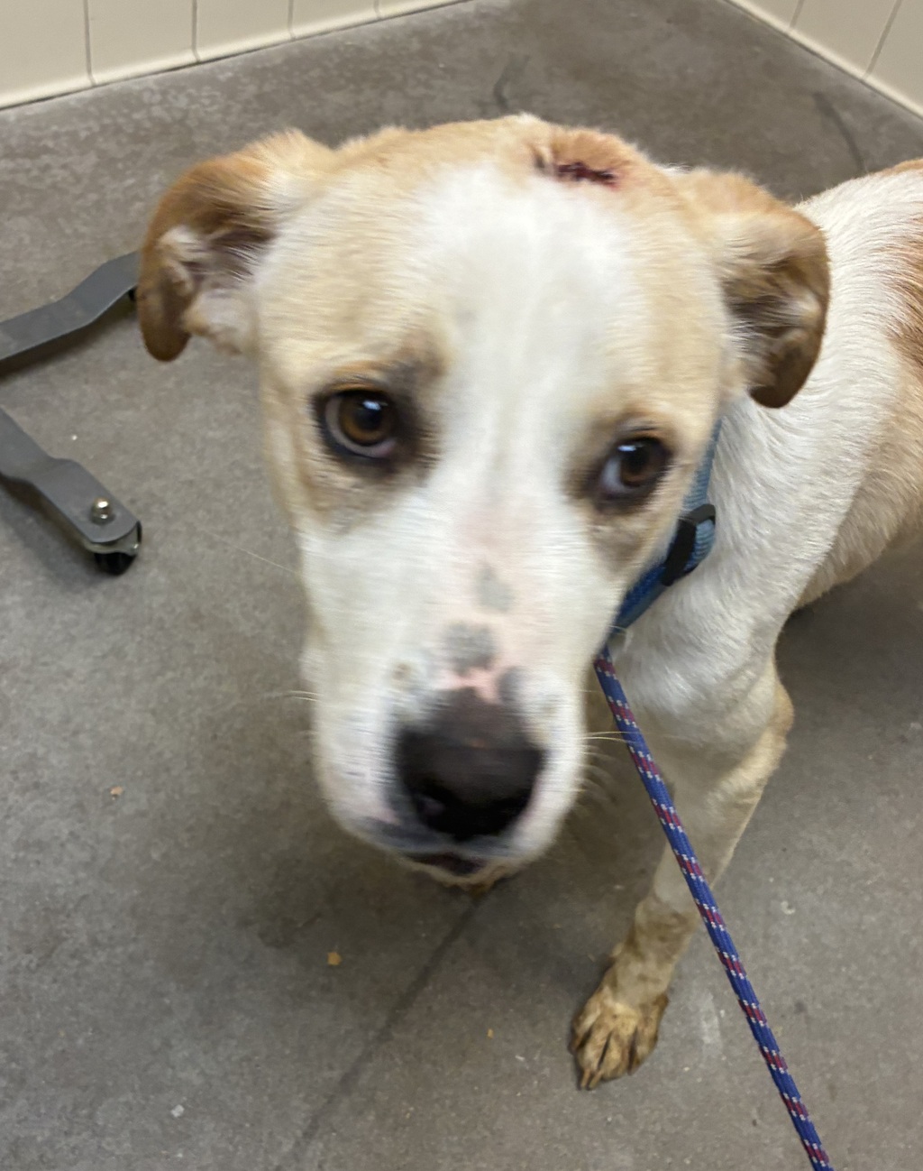 Spokane, WA Lost Female Dog, 3 Is Missing | PawBoost