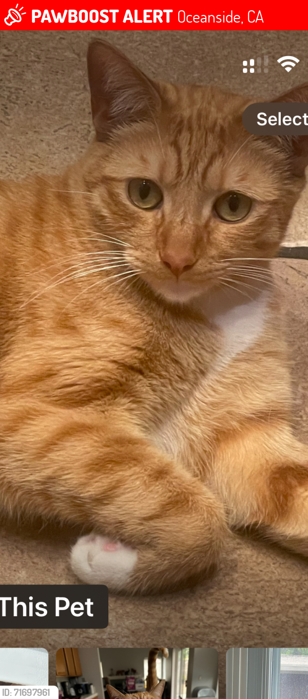 Oceanside, CA Lost Male Cat, Milo Is Missing | PawBoost