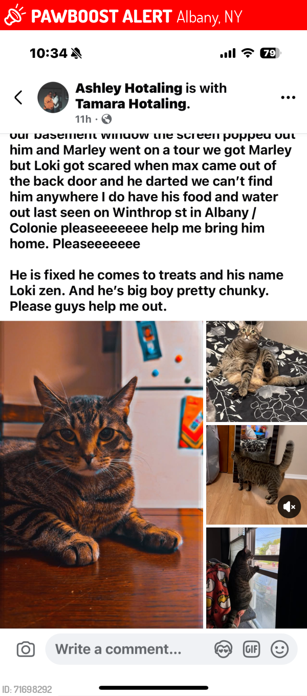 Albany, NY Lost Male Cat, Loki Is Missing | PawBoost