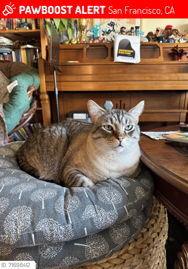 San Francisco, CA Lost Male Cat, Milo Is Missing | PawBoost