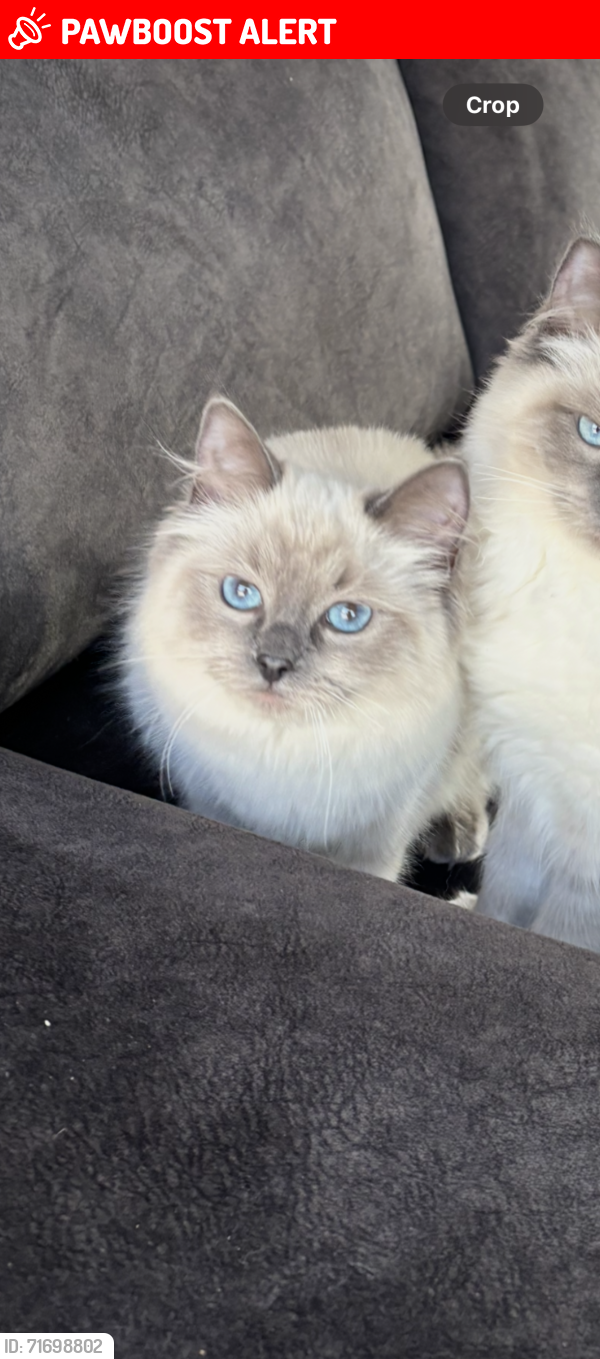 Warwickshire, England Lost Female Cat, Ariel Is Missing | PawBoost