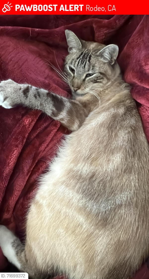 Rodeo, CA Lost Male Cat, Omar Is Missing | PawBoost