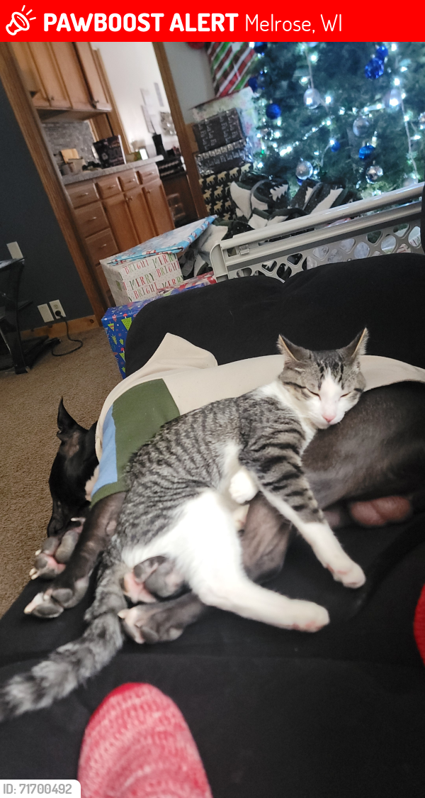 Melrose, WI Lost Male Cat, Crunch Is Missing | PawBoost