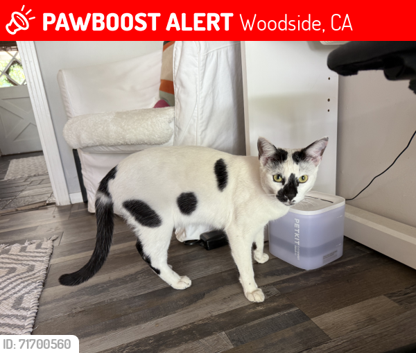 Woodside, CA Lost Female Cat, Frida Is Missing | PawBoost