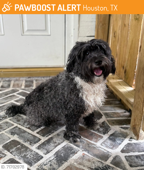 Houston, TX Stray Dog Found Near Oak Forest Dr | PawBoost