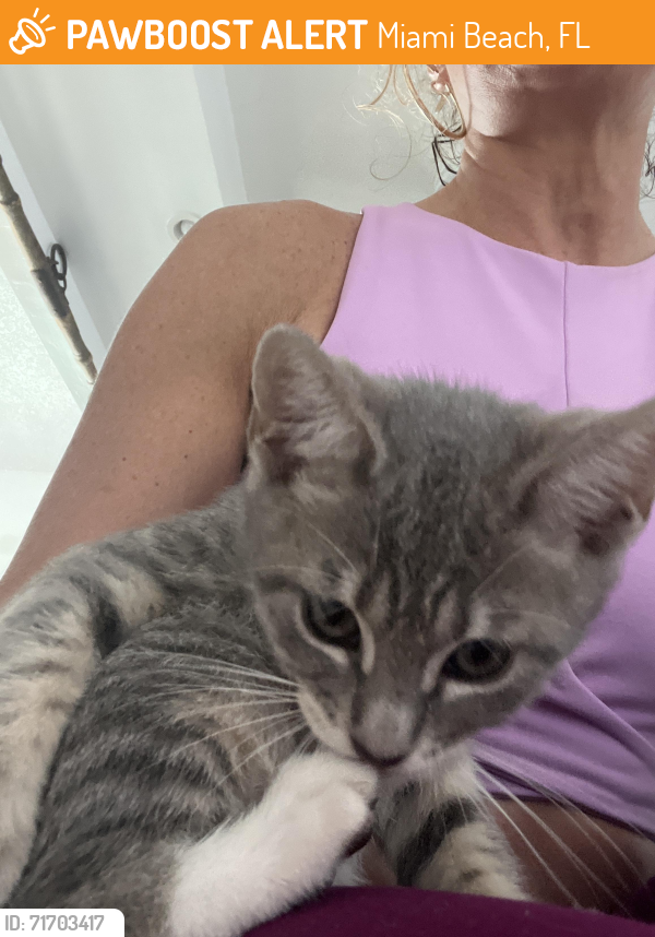 Miami Beach, FL Stray Male Cat Found Near Near blocks west of Collins ...