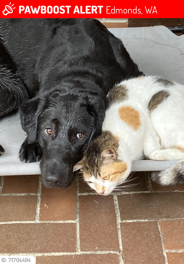 Edmonds, WA Lost Female Cat, Pebbles Is Missing | PawBoost