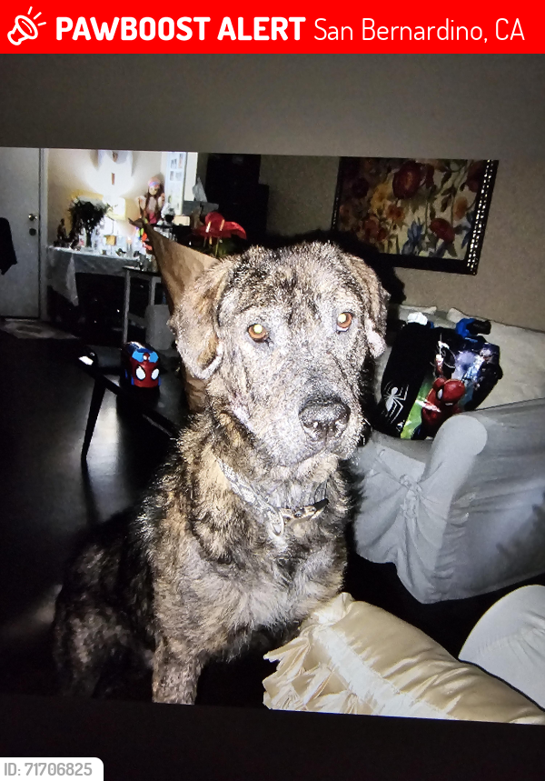 San Bernardino, CA Lost Male Dog, Max Is Missing | PawBoost