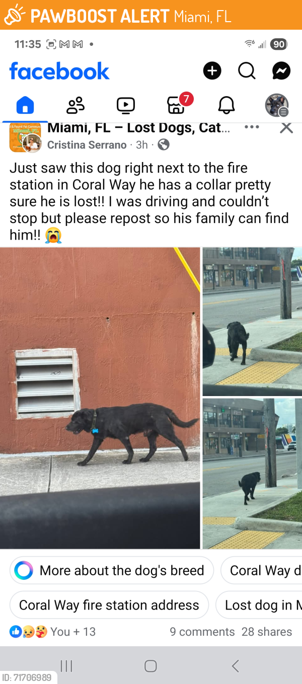 Miami, FL Stray Dog Found Near Coral way | PawBoost