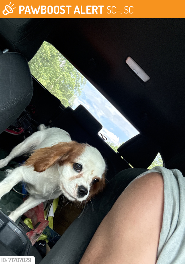 SC-11, SC Stray Female Dog Found Near Just after a bridge | PawBoost
