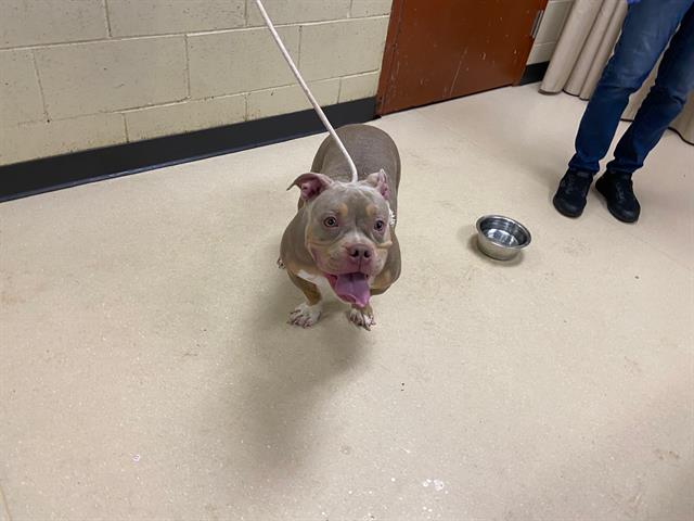Milwaukee, WI Lost Female Dog, A467869 Is Missing | PawBoost