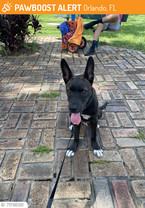 Orlando, FL Stray Male Dog Found Near Barnett | PawBoost