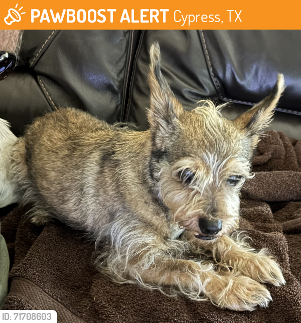 Cypress, TX Stray Female Dog Found Near Cypress North Houston and Jones ...