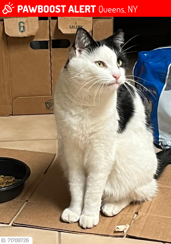 Queens, NY Lost Female Cat, Linda Is Missing | PawBoost