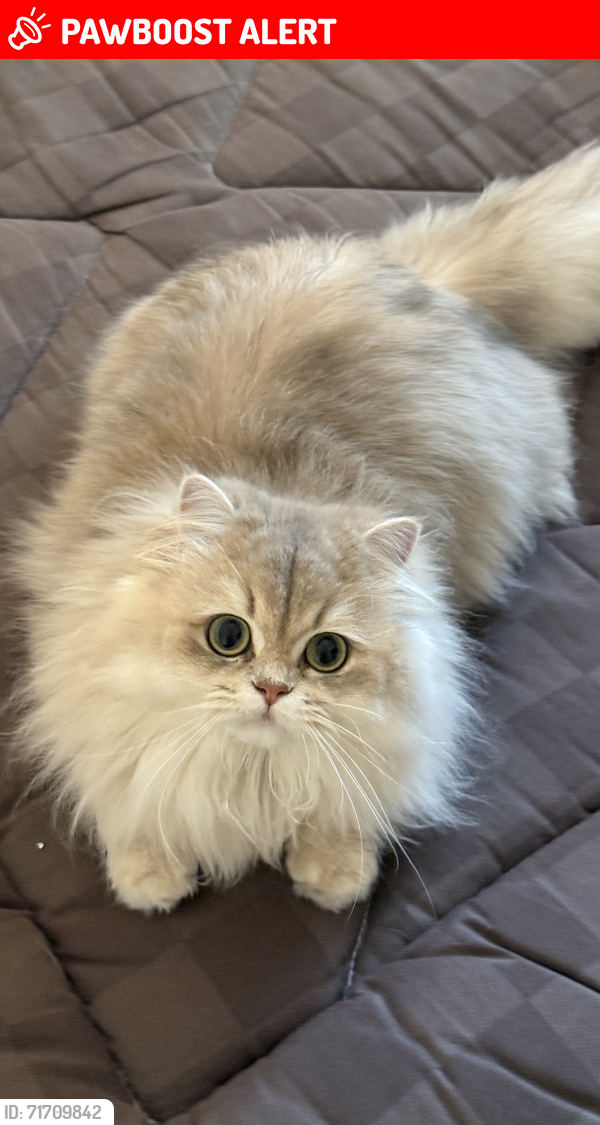 Greater London, England Lost Female Cat, Toffee Is Missing | PawBoost