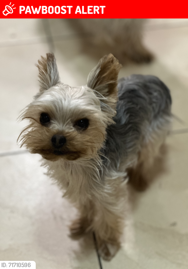 South San Francisco, CA Lost Male Dog, Gizmo Is Missing | PawBoost
