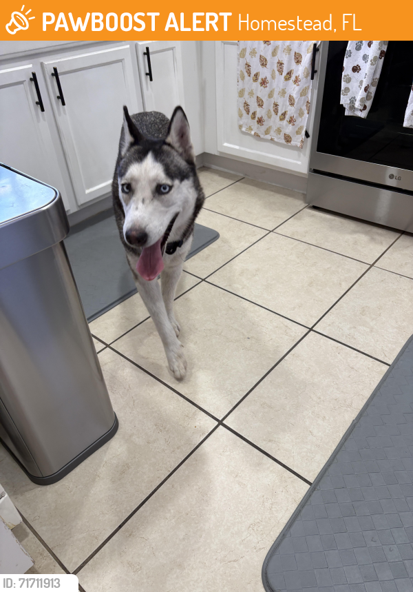 Homestead, FL Stray Female Dog Found Near My | PawBoost