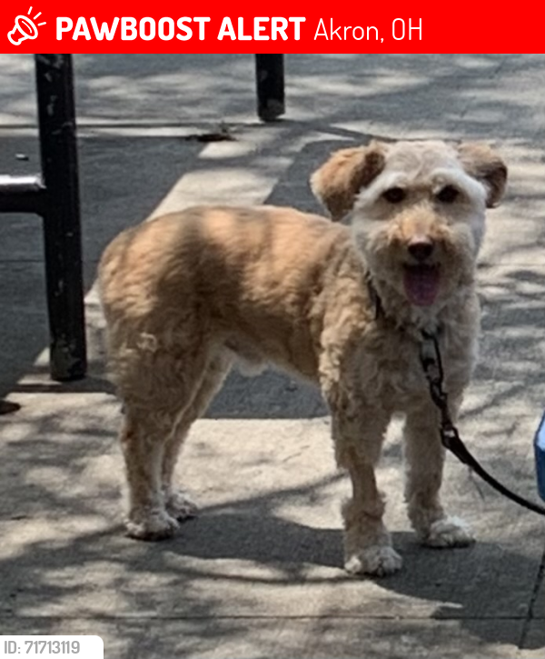 Akron, OH Lost Male Dog, Auggie Is Missing | PawBoost