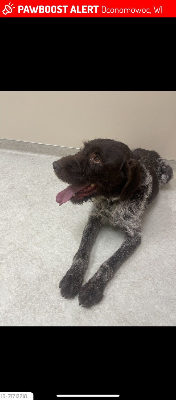 Oconomowoc, WI Lost Male Dog, Kobe Is Missing | PawBoost