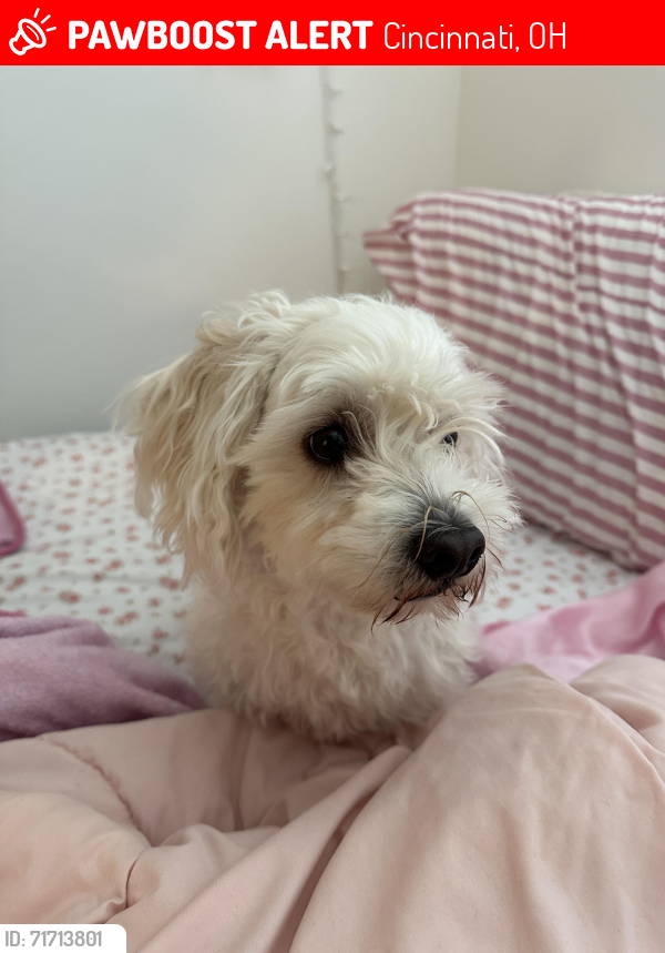 Cincinnati, OH Lost Male Dog, Monte Is Missing | PawBoost