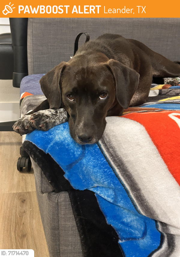 Leander, TX Stray Female Dog Found Near Near Raider Way, Leander tx ...