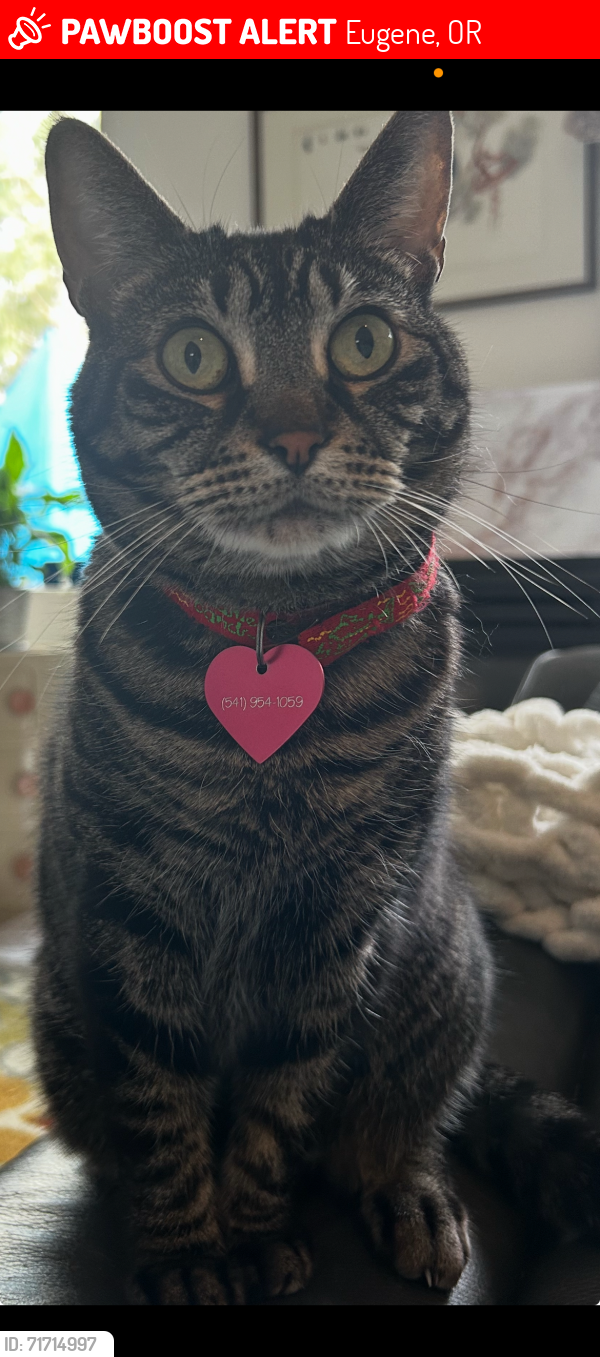 Eugene, OR Lost Female Cat, Lucy Is Missing | PawBoost