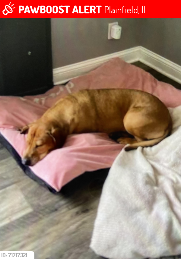 Plainfield, IL Lost Female Dog, Dixie Is Missing | PawBoost