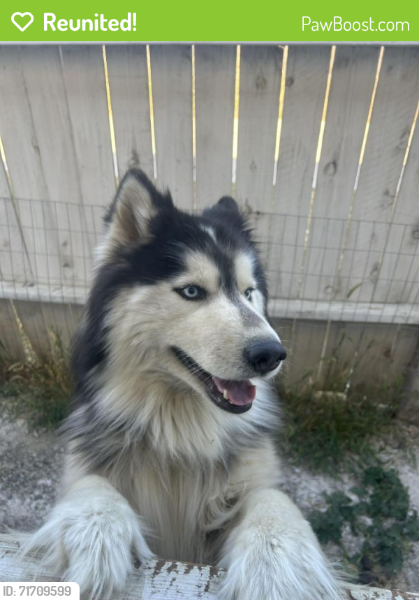 Reunited Male Dog in Los Angeles, CA 91335 (ID: 71709599) | PawBoost