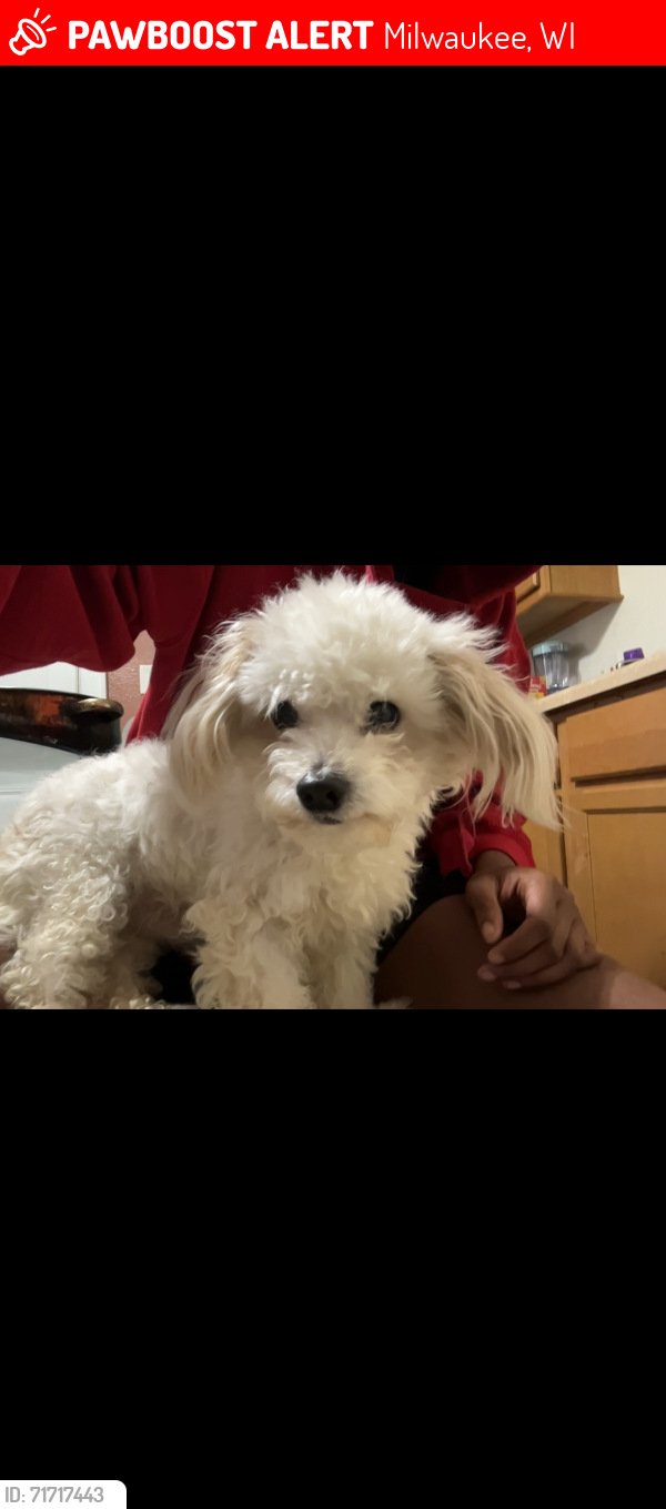 Milwaukee, WI Lost Male Dog, Yoshi Is Missing | PawBoost