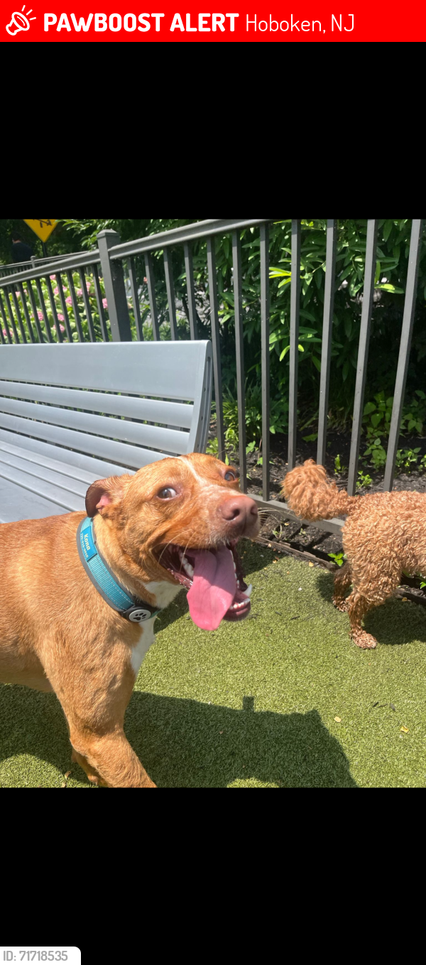 Hoboken, NJ Lost Male Dog, Kona Is Missing | PawBoost