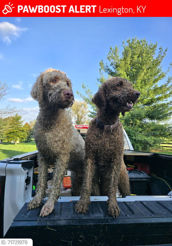 Lexington, KY Lost Male Dog, Milo And Zoe Is Missing | PawBoost