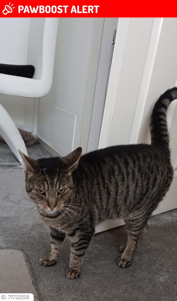 West Midlands, England Lost Male Cat, Howi Is Missing | PawBoost